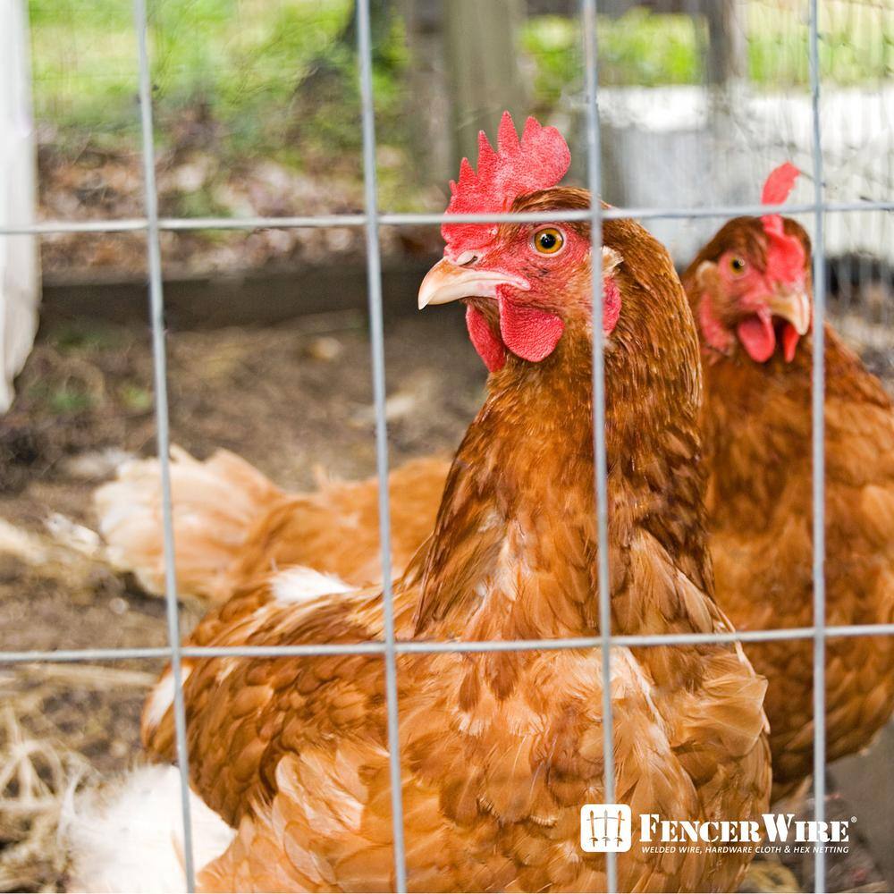 Fencer Wire 3 ft. x 50 ft. 12.5-Gauge Welded Wire Fence with 2 in. x 4 ...